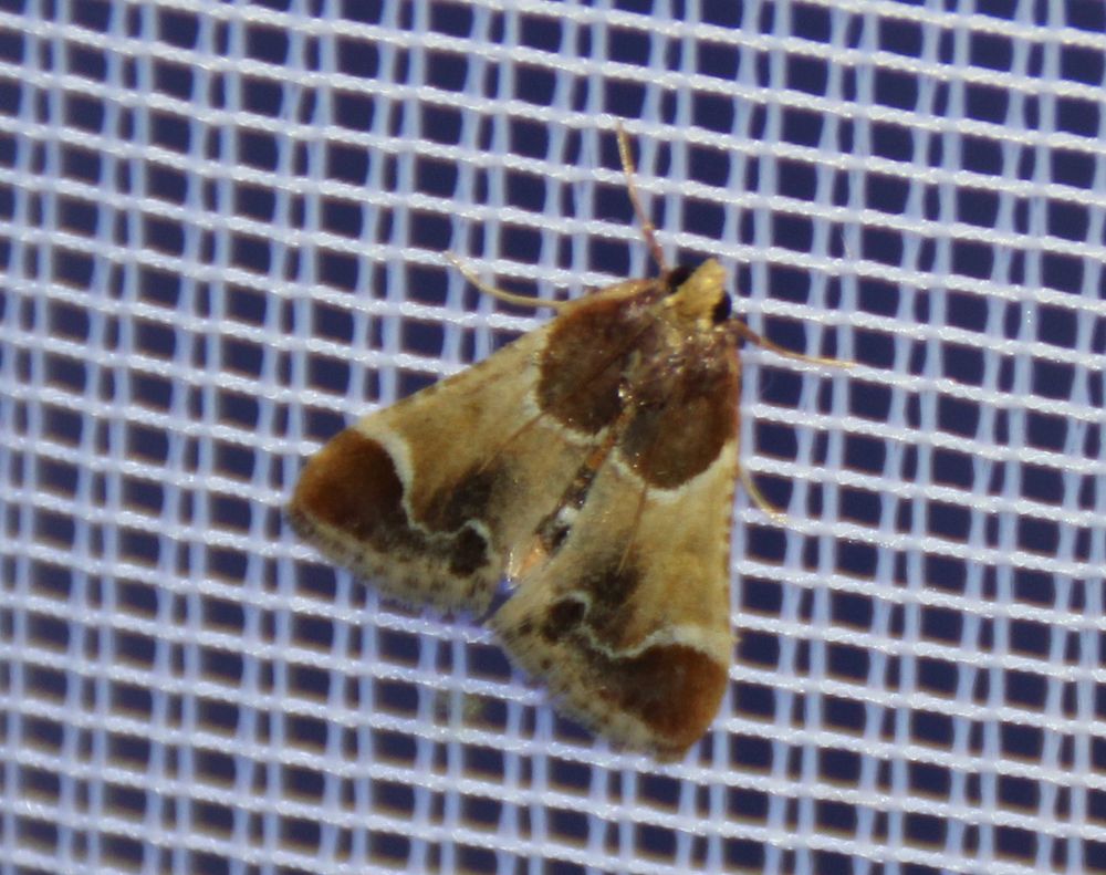 Pyralis farinalis- Mehlzünsler Foto & Bild | schmetterlinge, natur ...