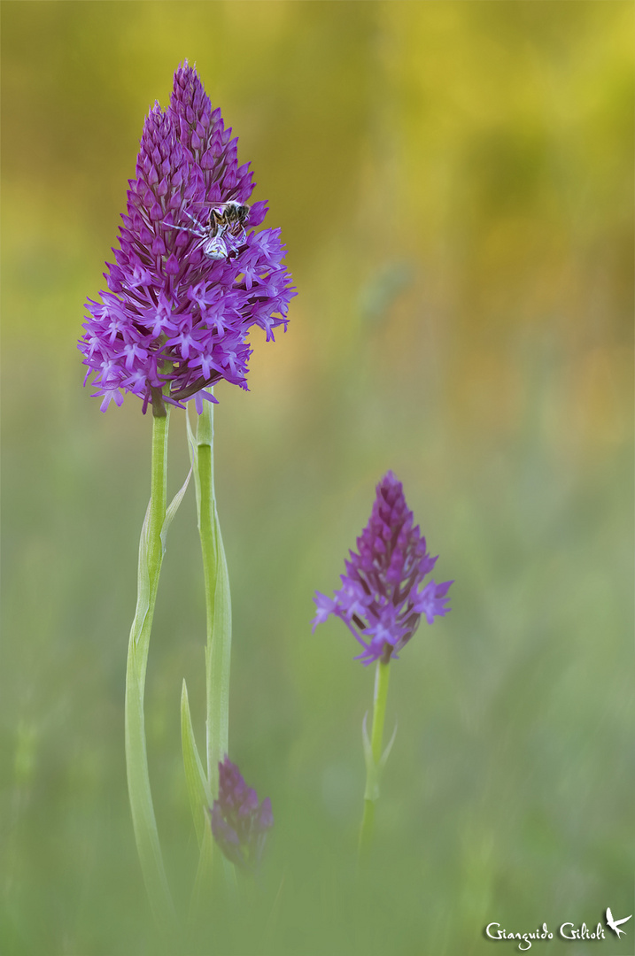 Pyramidalis Foto % Immagini| piante, fiori e funghi, pyramidalis ...