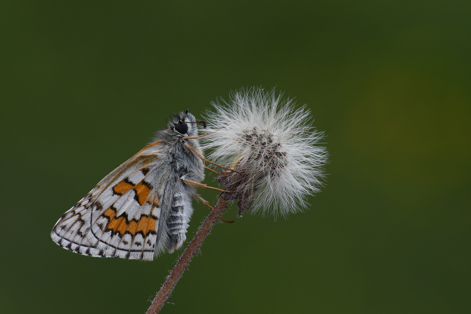 Pyrgus sidae , Yellow-banded Skipper Foto & Bild | tiere, wildlife ...
