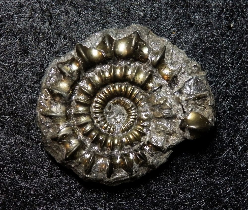 Pyritisierter Ammonit aus der Jurazeit - Echioceras raricostatum Foto ...