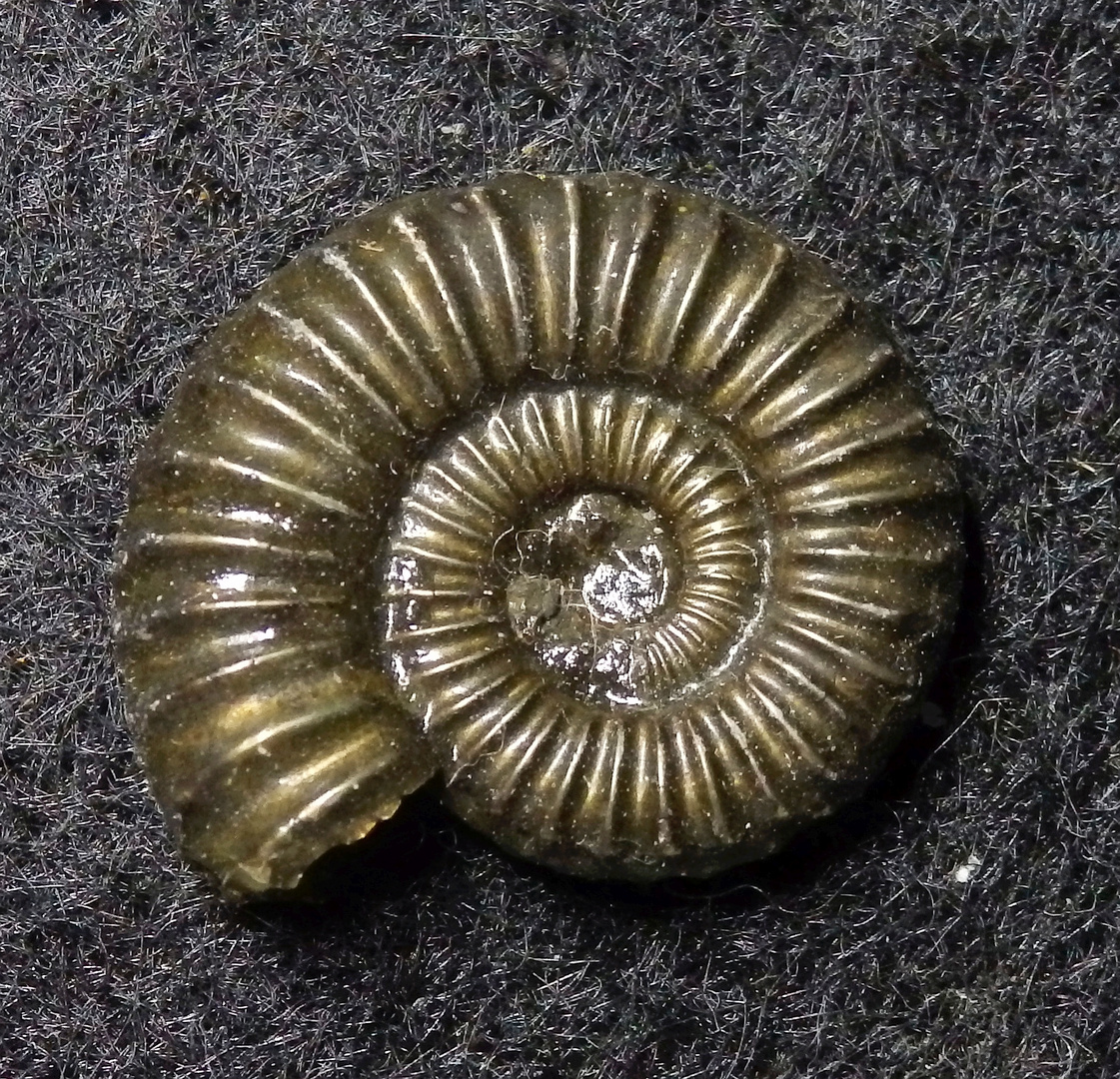 Pyritisierter Ammonit aus der Jurazeit - Polymorphites bronni Foto ...