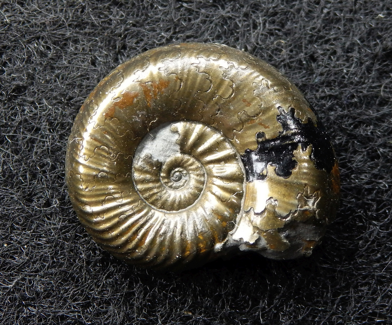 Pyritisierter Ammonit aus der Jurazeit - Polymorphites polymorphus Foto ...