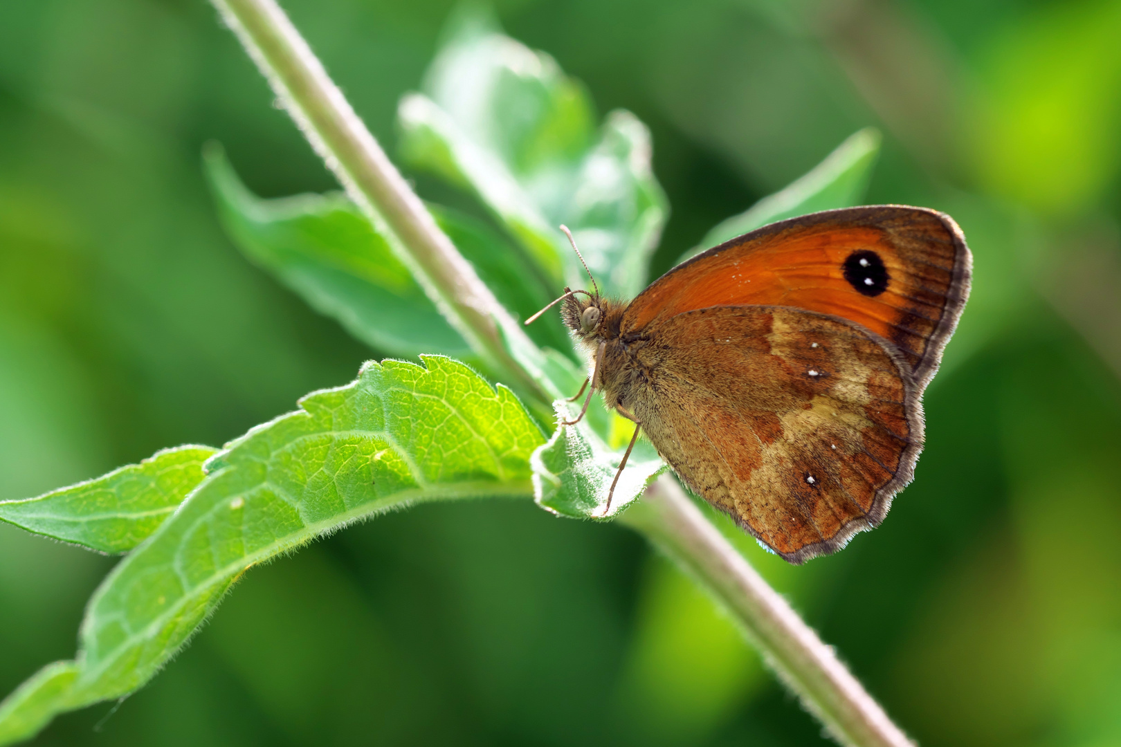 Pyronia tithonus Foto & Bild | tiere, wildlife, schmetterlinge Bilder ...