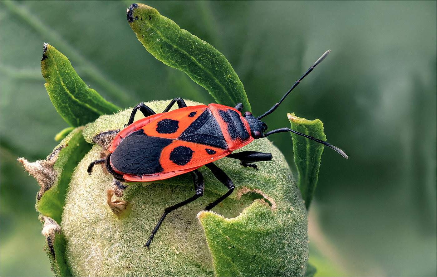 Pyrrhocoris apterus photo & image | fotos, nature, makro images at ...