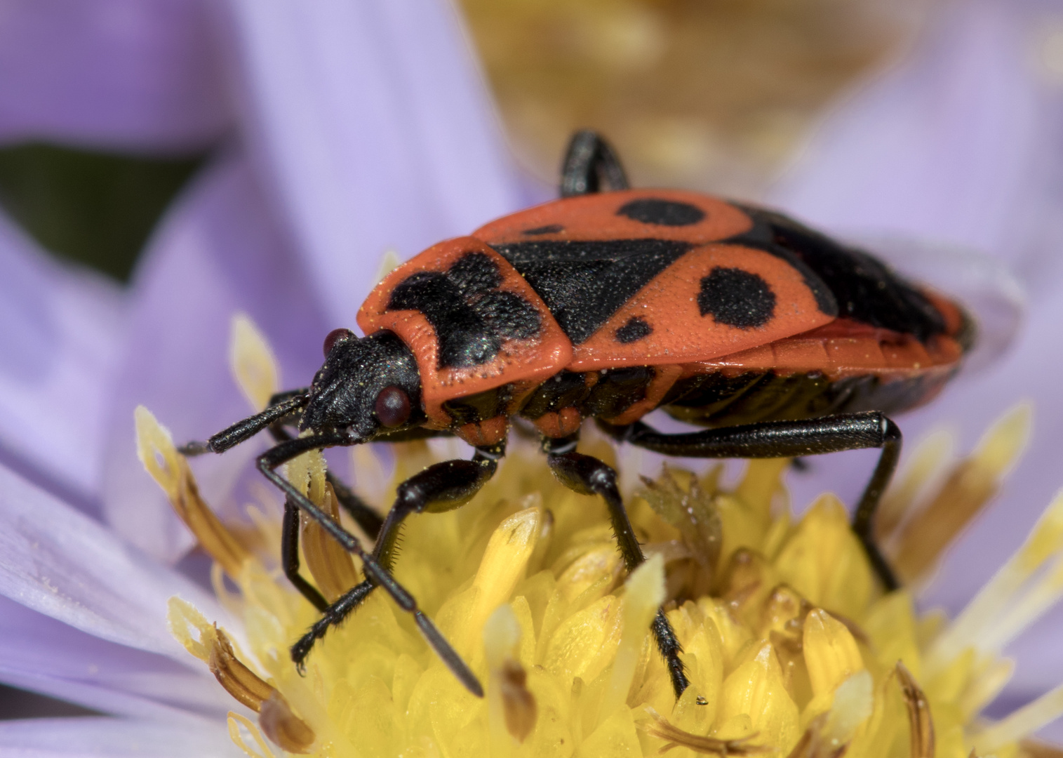 Pyrrhocoris apterus Foto & Bild | makro, natur, macro Bilder auf ...