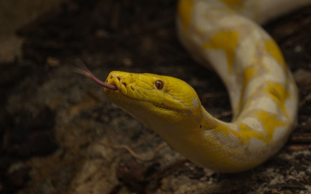 Python Foto & Bild | europe, france, provence-alpes-côte d'azur Bilder ...