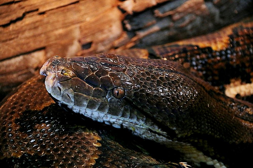 Python Foto & Bild | tiere, zoo, wildpark & falknerei, amphibien ...