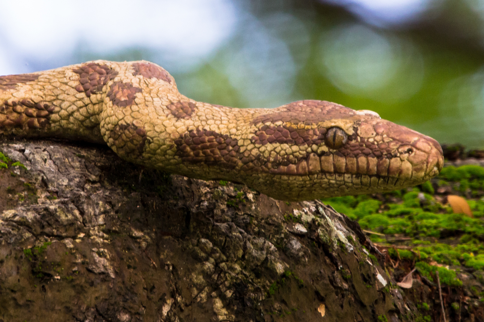 Python Foto & Bild | bilder, fotos, australia Bilder auf fotocommunity