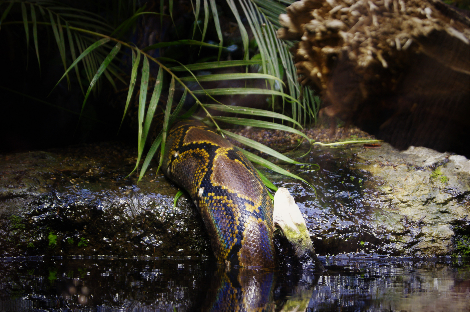 Python Foto & Bild | hamburg, zoo, wildlife Bilder auf fotocommunity