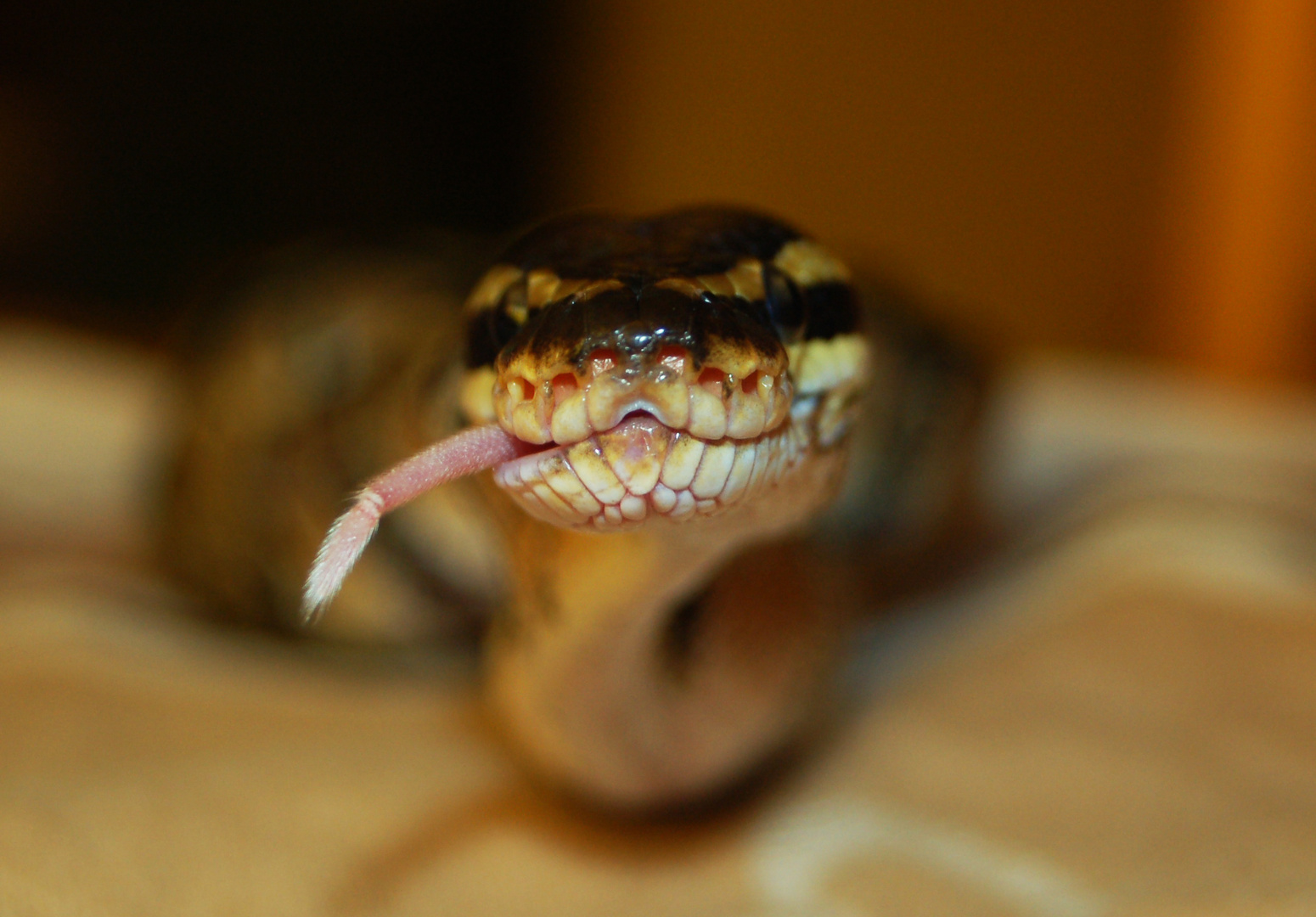 Python Regius Foto & Bild | tiere, haustiere, terraristik Bilder auf ...