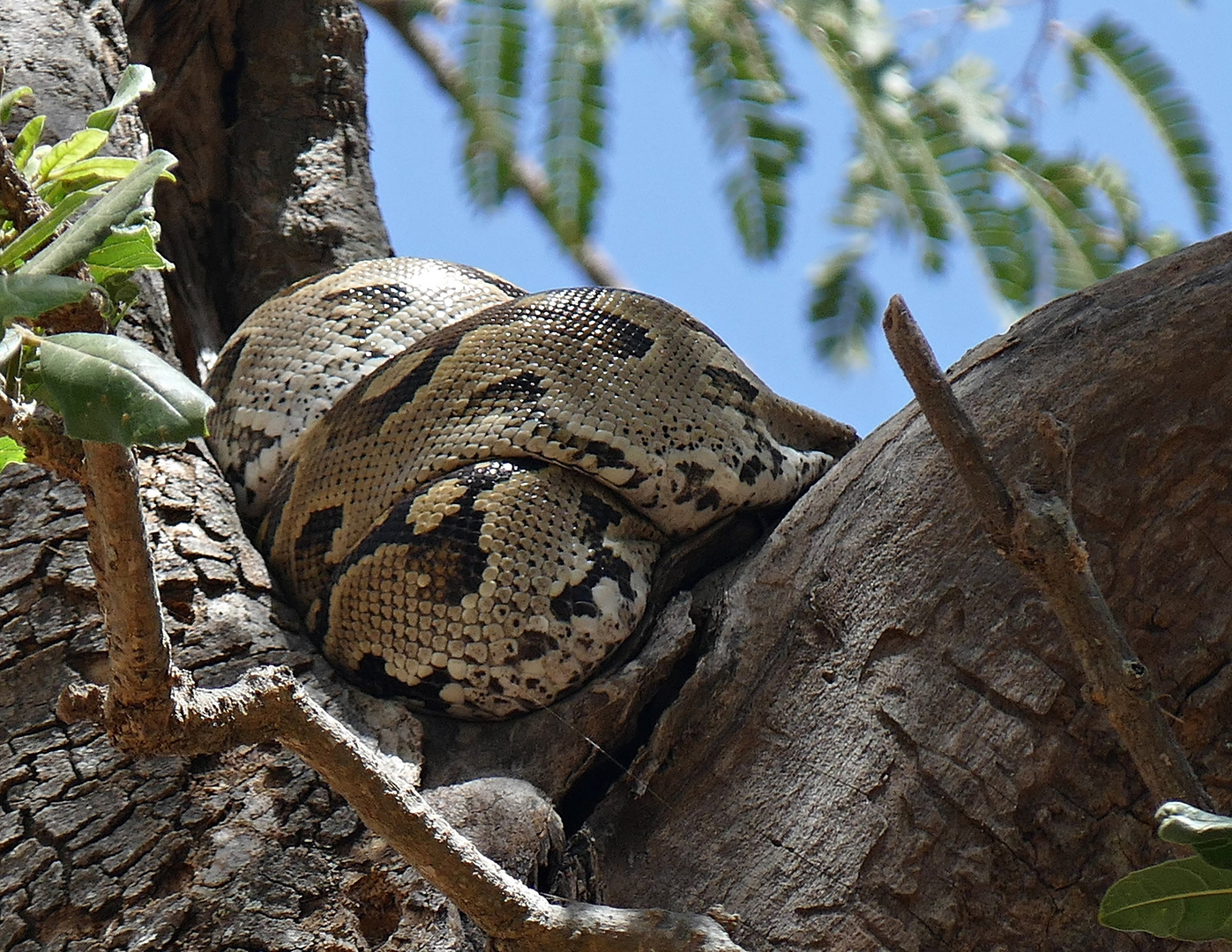 Python-Schlange Foto & Bild | tiere, wildlife, amphibien & reptilien ...