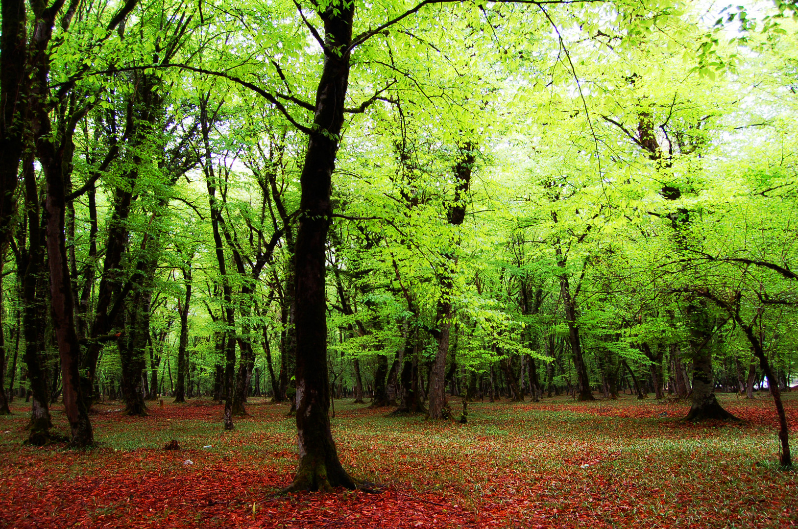 Qebele, Azerbaijan photo & image | landscape, forest, green images at ...