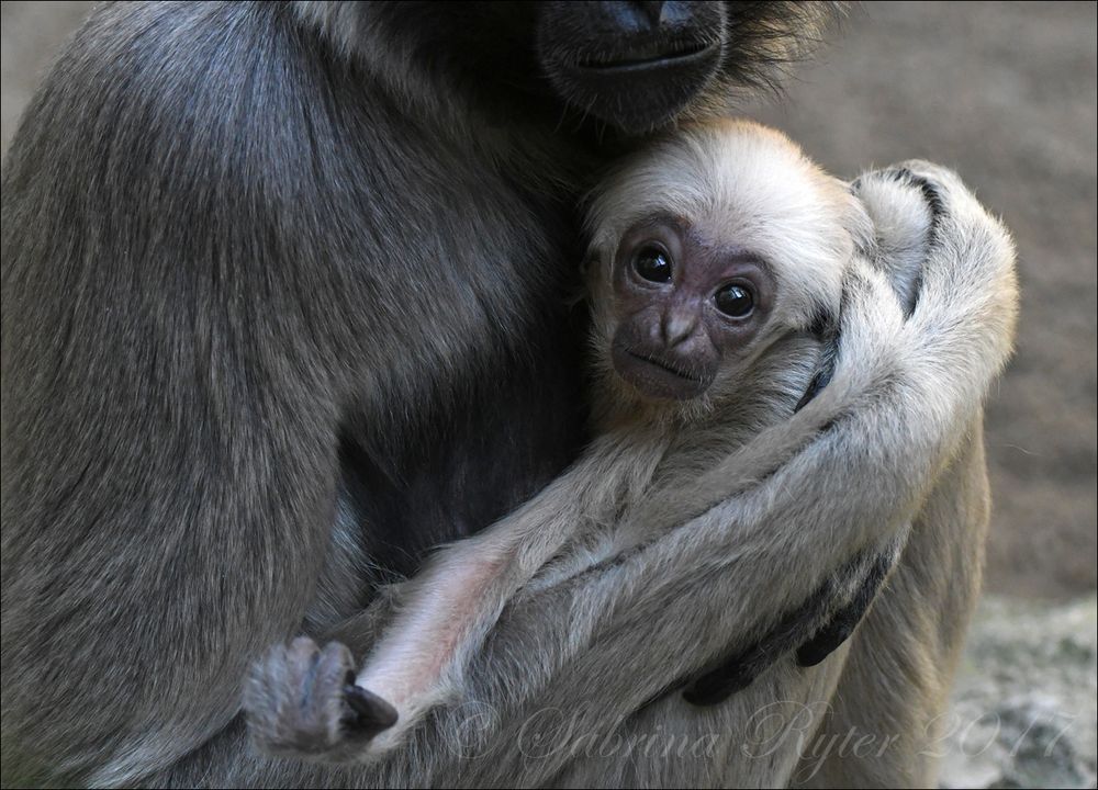 Qiwèn Foto & Bild | natur, tier, zoo Bilder auf fotocommunity