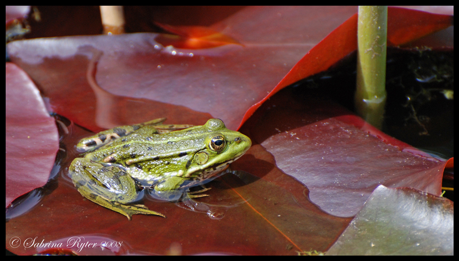 Quack Foto & Bild | tiere, wildlife, amphibien & reptilien Bilder auf ...
