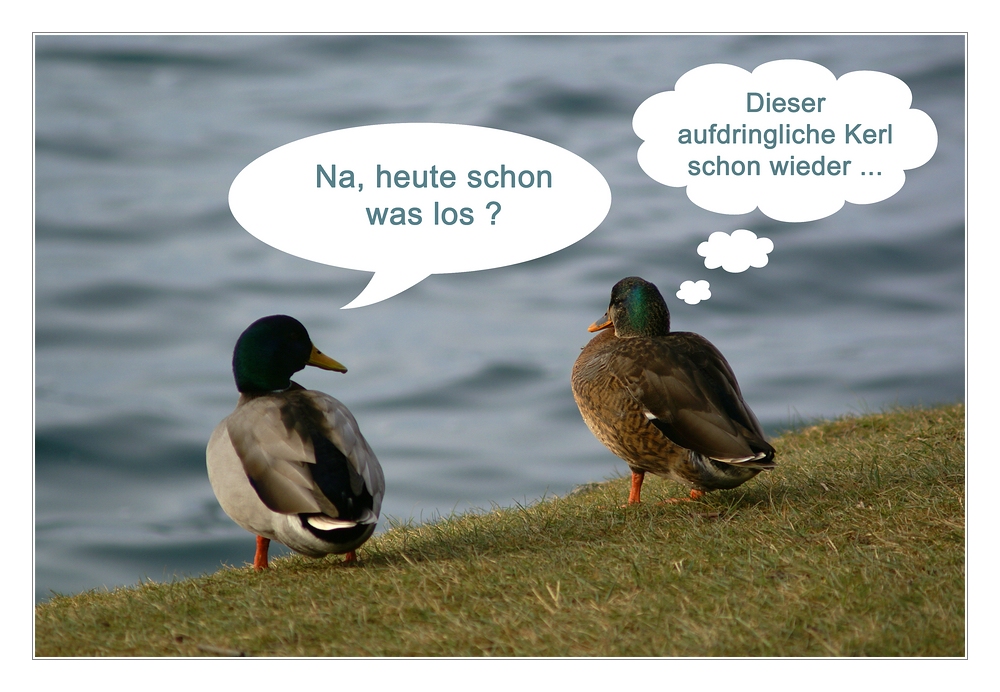 Quack - Quatsch Foto & Bild | quatsch, fun und rätselecke, humorvolle ...