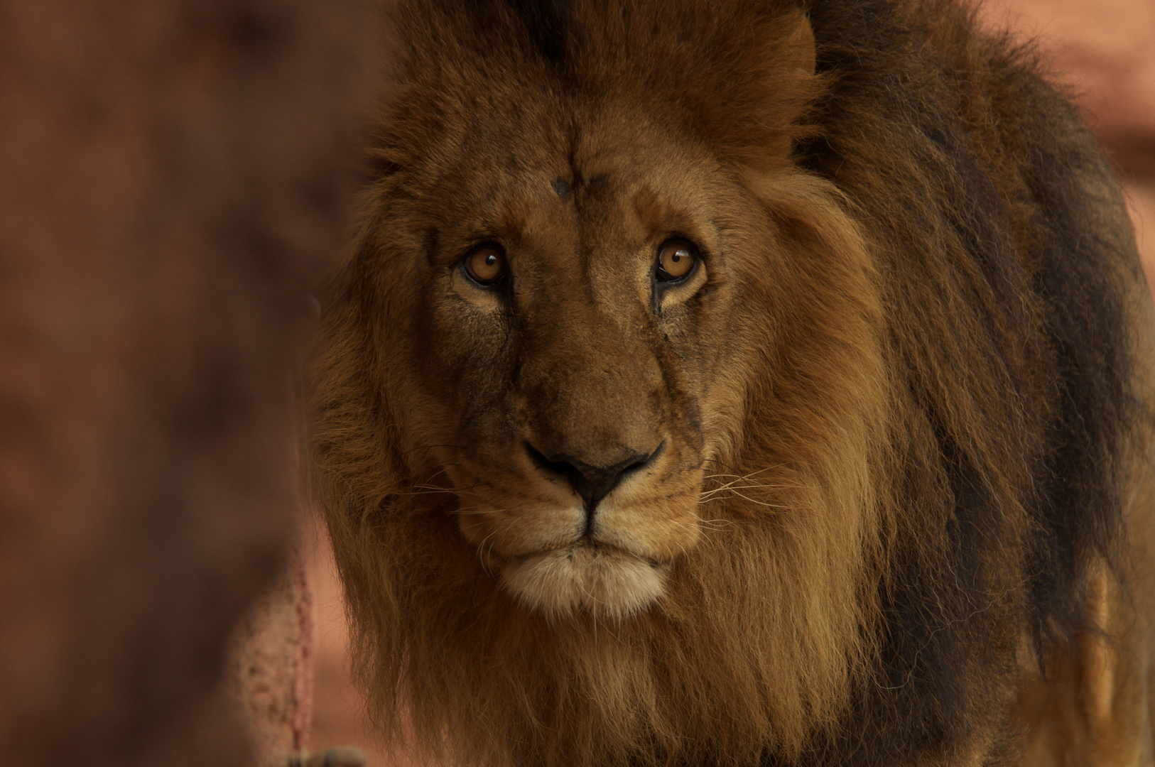 Quad Sumus Foto & Bild | tiere, focus, natur Bilder auf fotocommunity