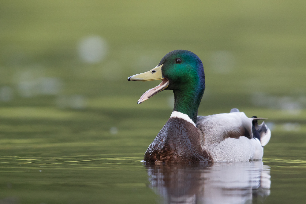 Quak! Foto & Bild | tiere, wildlife, wild lebende vögel Bilder auf ...