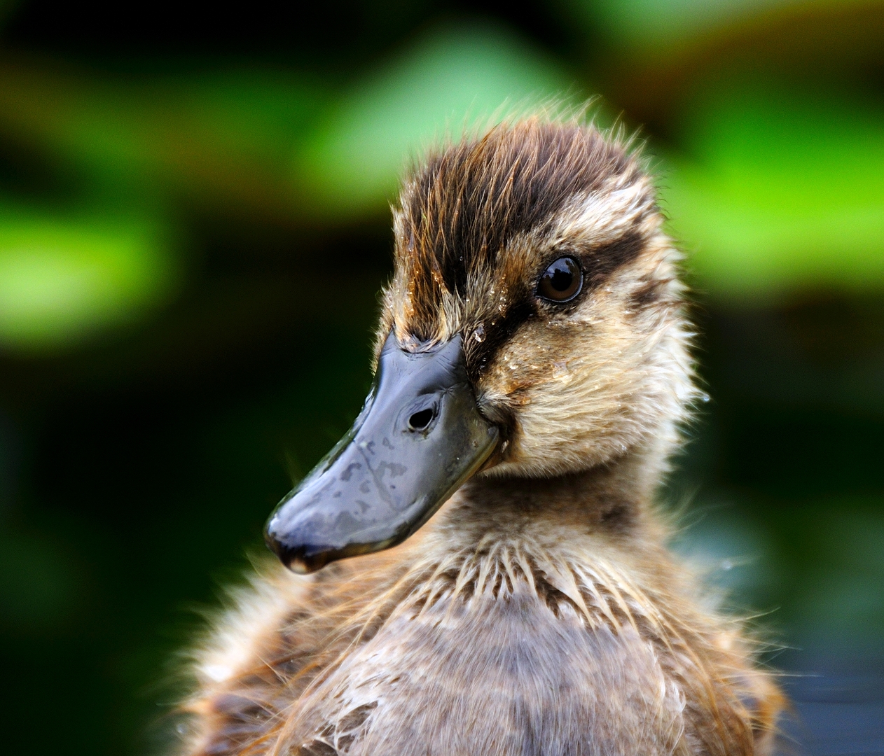 quak Foto & Bild | tiere, natur-makros, natur-kreativ Bilder auf ...