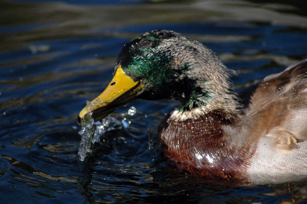 ...quak... Foto & Bild | tiere, wildlife, wild lebende vögel Bilder auf ...
