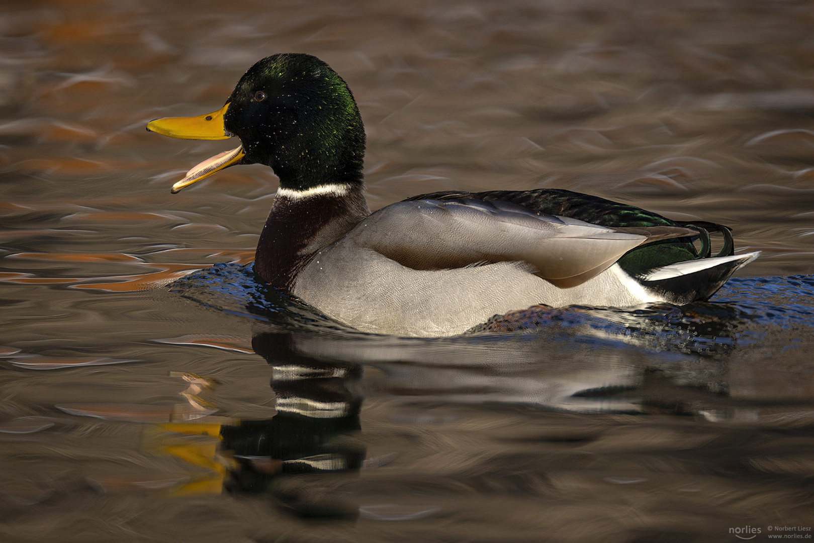 quak Foto & Bild | tiere, wildlife, wild lebende vögel Bilder auf ...
