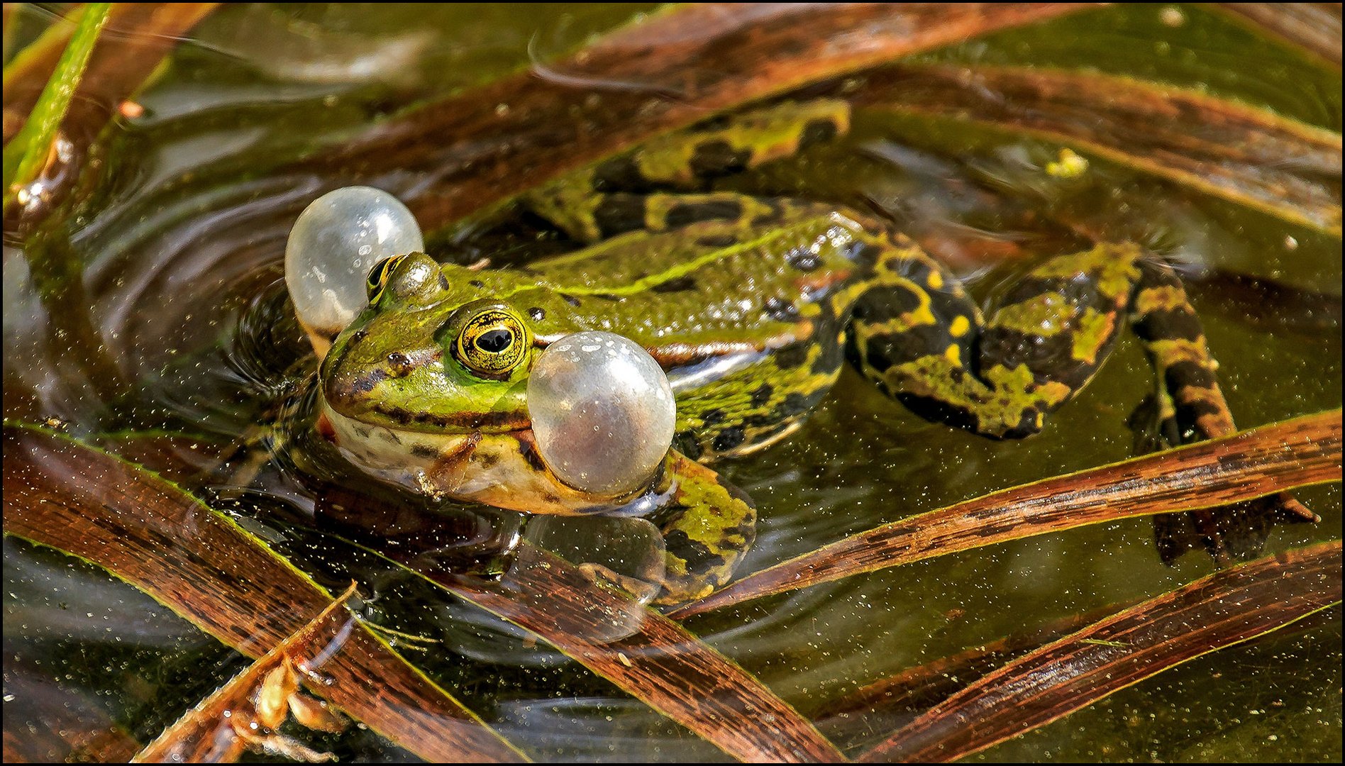 Quak Foto & Bild | tiere, tierdetails, natur Bilder auf fotocommunity