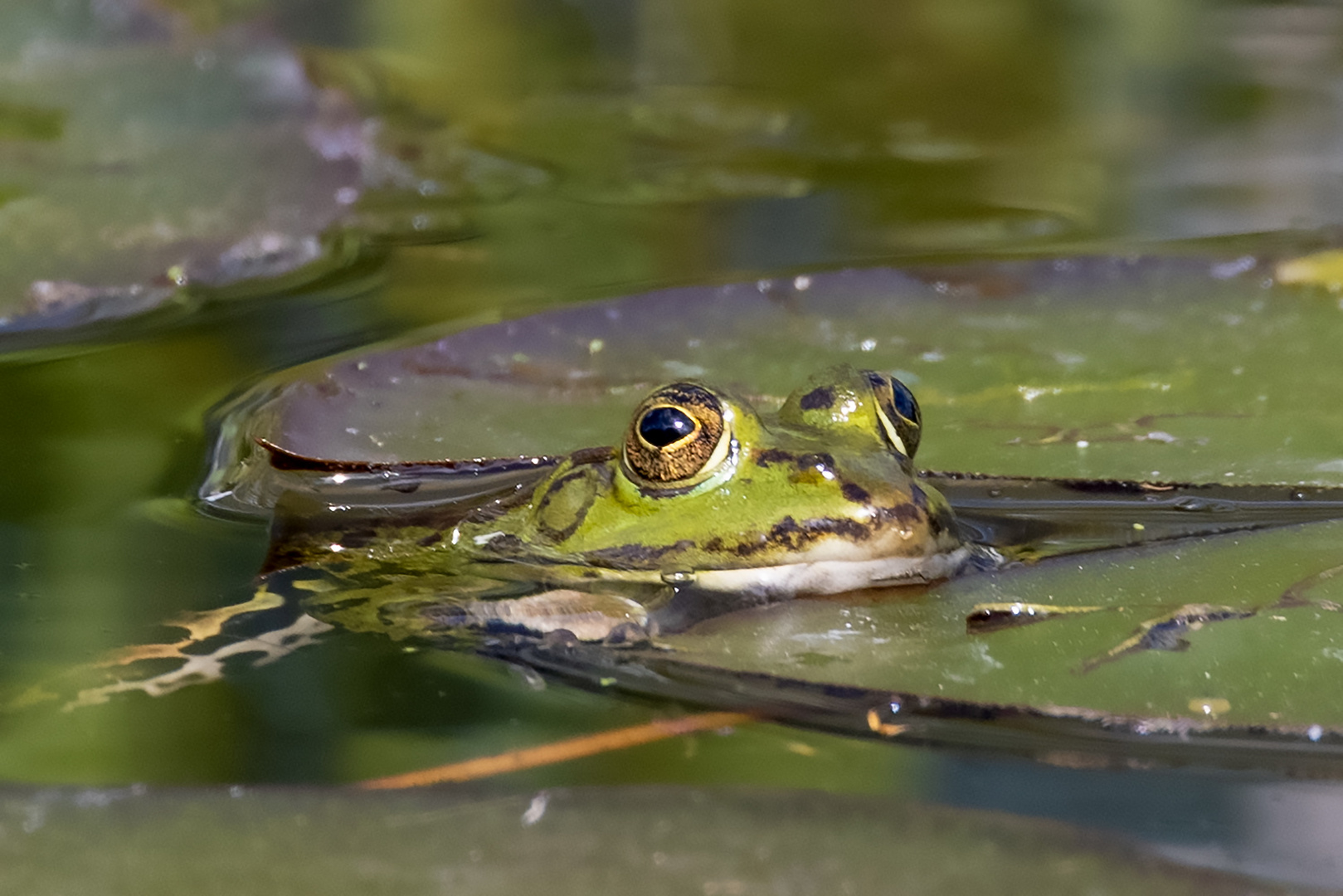 Quak Foto & Bild | natur, tiere, lebende Bilder auf fotocommunity