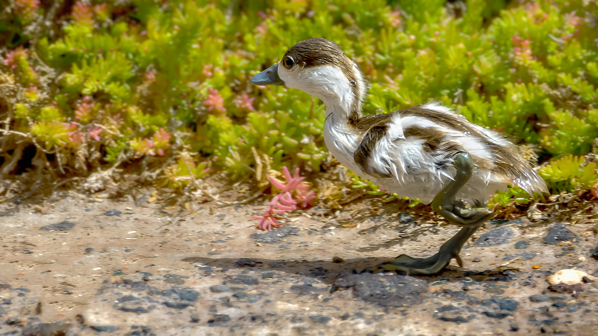 Quak on Tour Foto & Bild | spain, world, natur Bilder auf fotocommunity