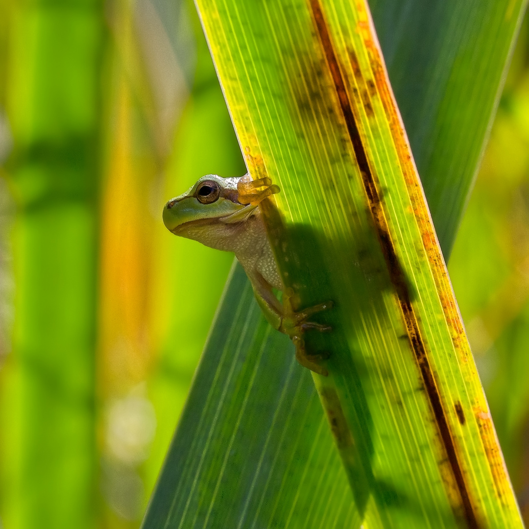 Quak... Quak... Foto & Bild | natur, laubfrosch, monatswettbewerb-natur ...