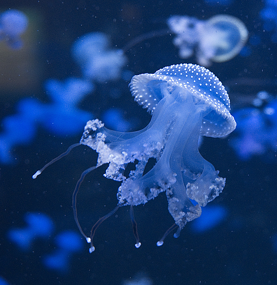 Qualle 02 Foto & Bild | spain, world, natur Bilder auf fotocommunity