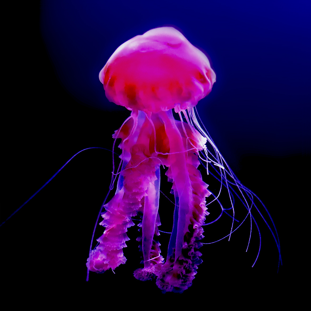 Qualle Foto & Bild | natur, zoo, tiere Bilder auf fotocommunity