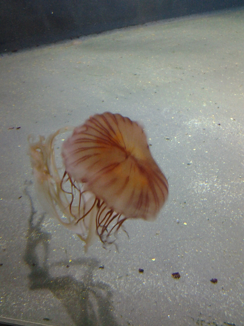 Qualle Foto & Bild | tiere, zoo, wildpark & falknerei, zoo:quallen ...