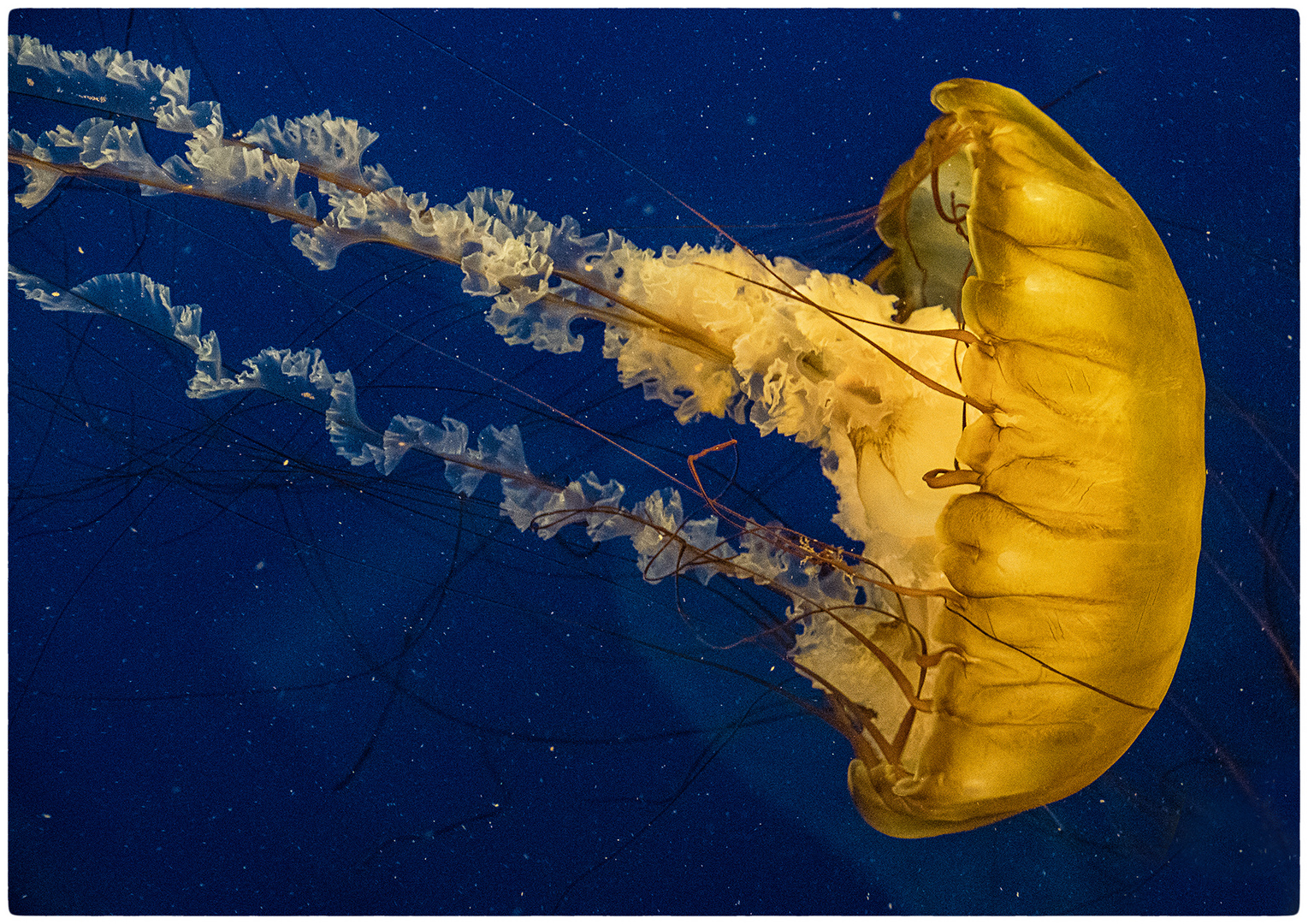 Qualle Foto & Bild | tiere, zoo, wildpark & falknerei, zoo:quallen ...