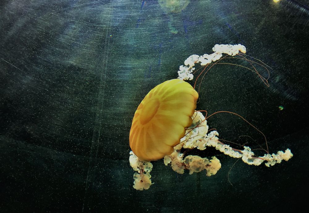 Qualle Foto & Bild | natur Bilder auf fotocommunity