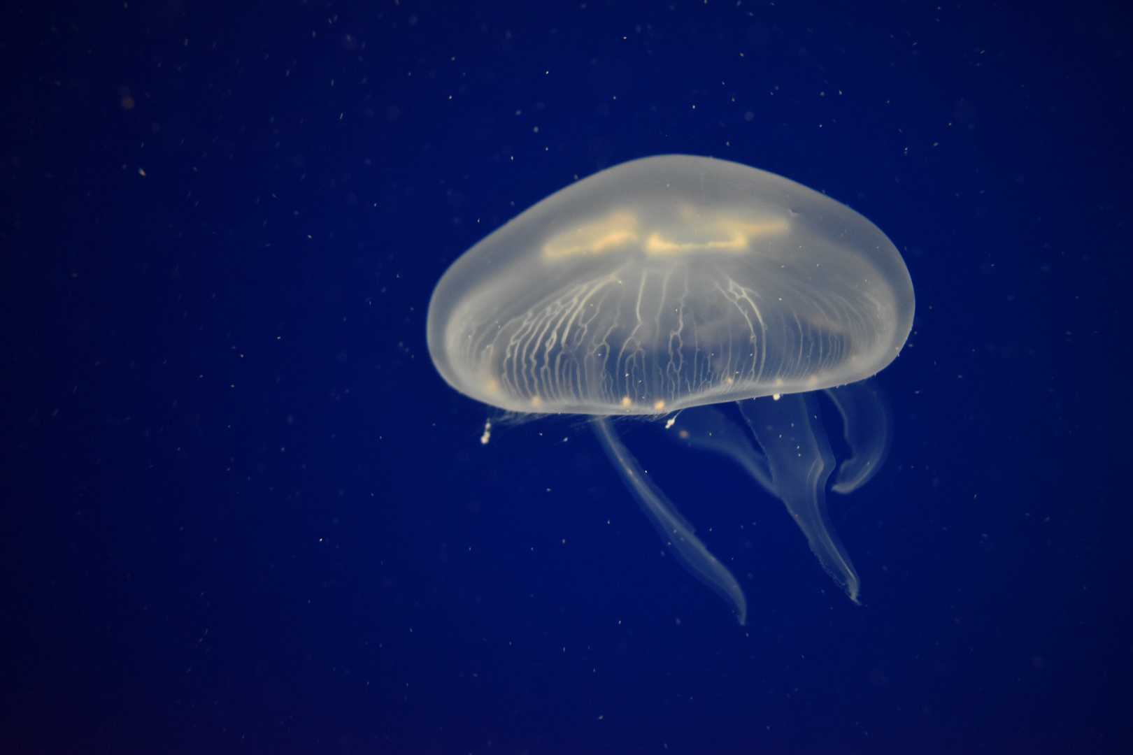 Qualle Foto & Bild | tiere, zoo, wildpark & falknerei, zoo aquaristik ...