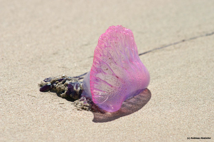 Qualle Foto & Bild | tiere, wildlife, quallen, anemonen & korallen ...