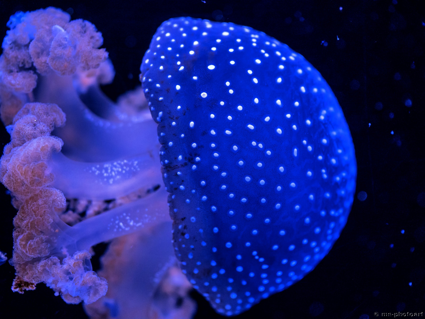 Qualle Foto & Bild | tiere, zoo, wildpark & falknerei, zoo:quallen ...