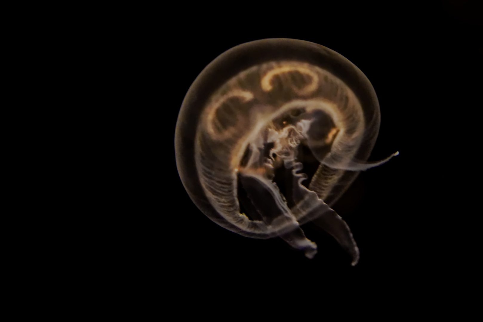 Qualle Foto & Bild | monatswettbewerbe natur, 08 - quallen, 2018 Bilder ...