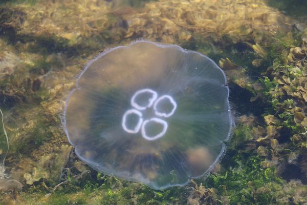 Nesseltiere & Rippenquallen Bilder & Fotos