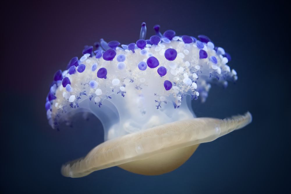 Qualle Foto & Bild | tiere, wildlife, quallen, anemonen & korallen ...