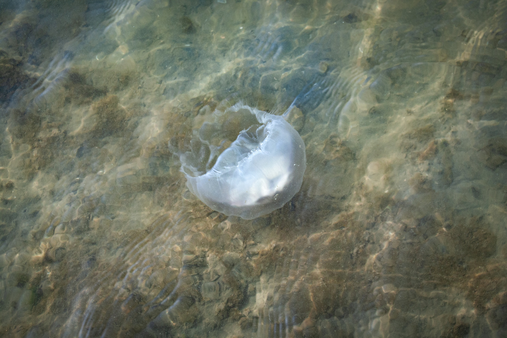 Qualle Foto & Bild | outdoor, natur, see Bilder auf fotocommunity