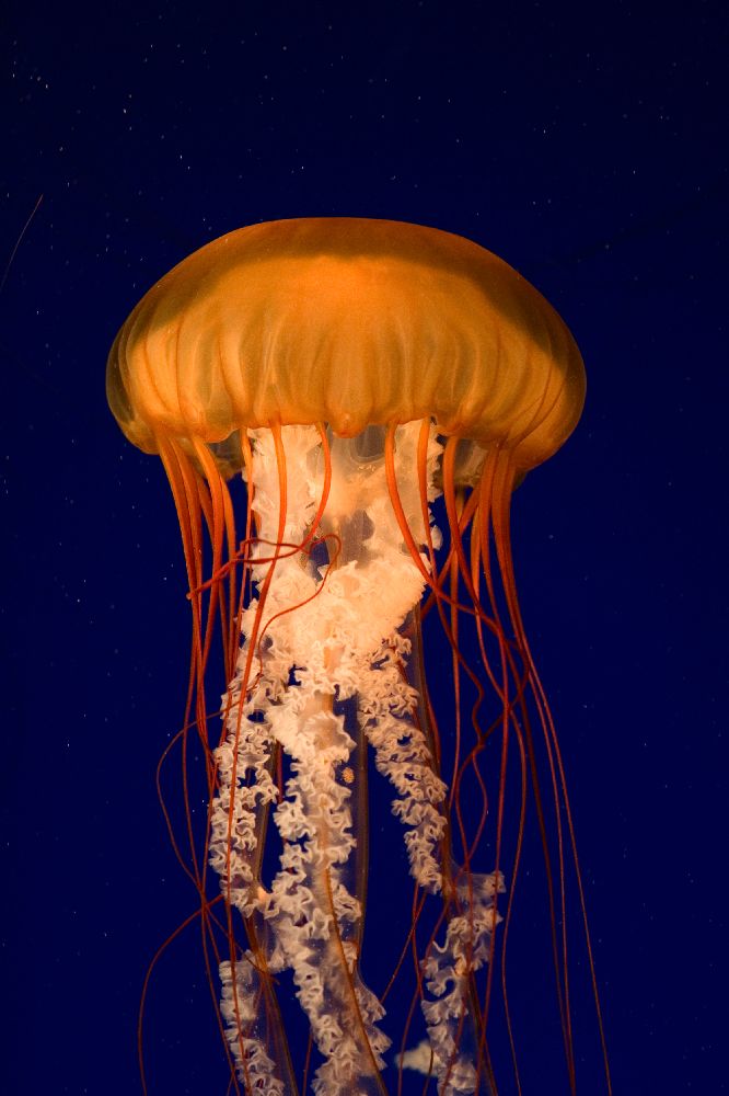 Qualle Foto & Bild | tiere, wildlife, quallen, anemonen & korallen ...