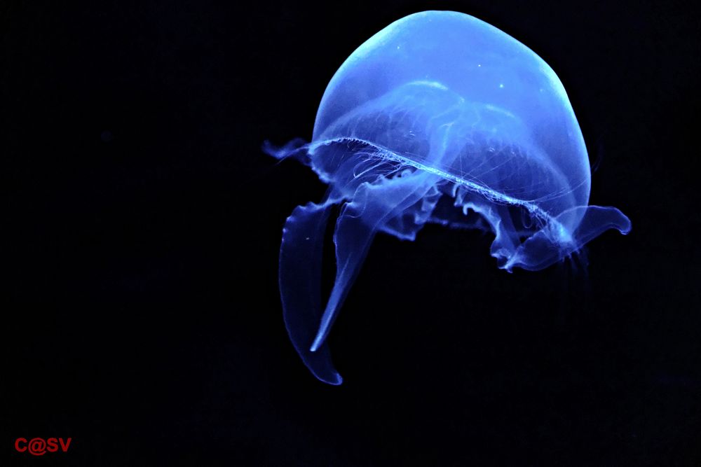 Qualle Foto & Bild | natur, qualle, aquarium Bilder auf fotocommunity