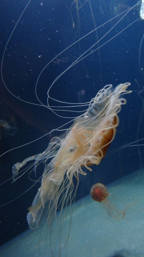 Qualle Foto & Bild | tiere, natur Bilder auf fotocommunity