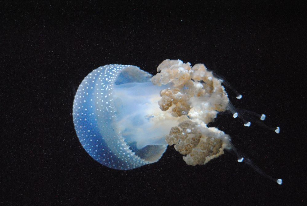 Qualle Foto & Bild | tiere, wildlife, quallen, anemonen & korallen ...