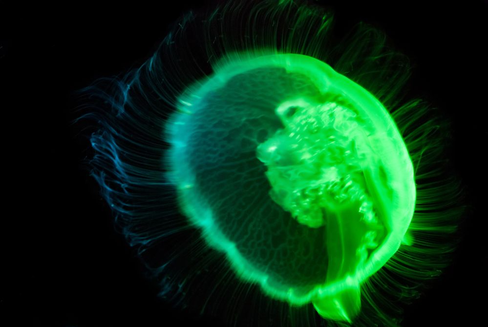 Qualle - Bild & Foto von ChrisK86 aus Leichtigkeit - Fotografie ...