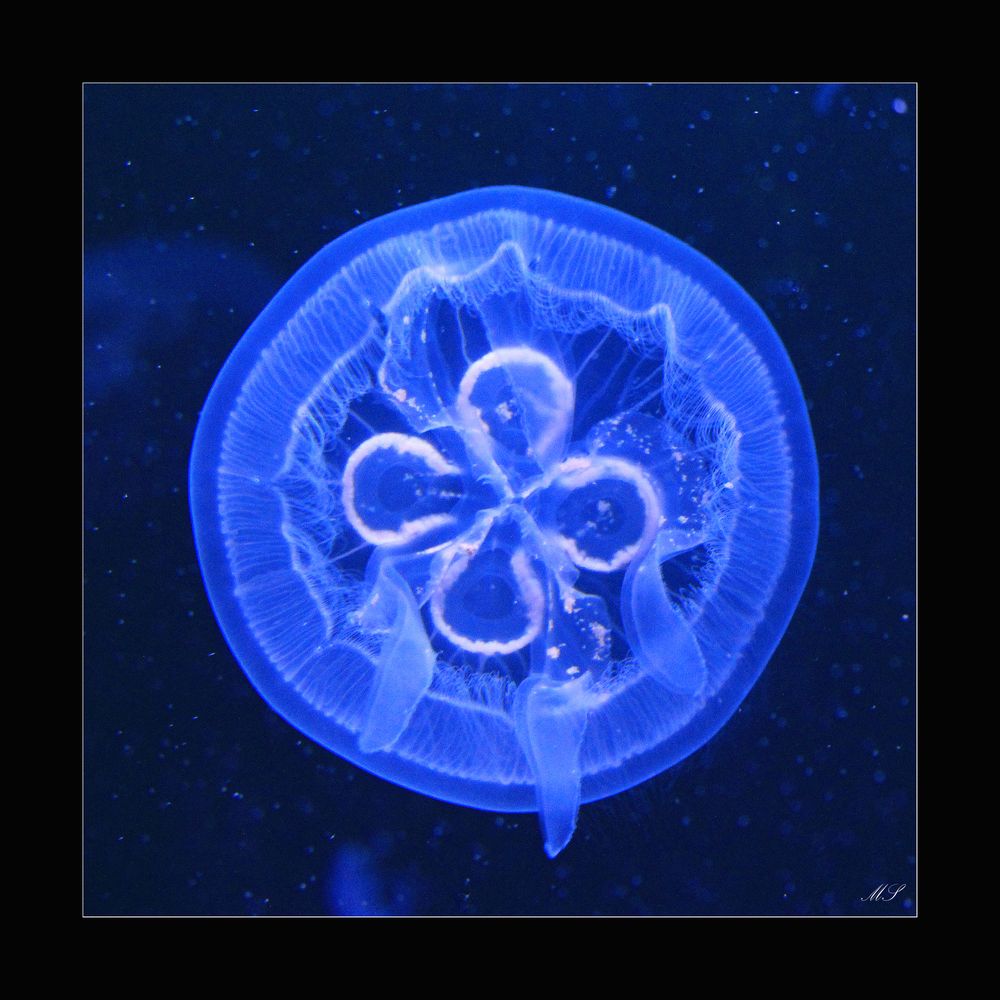 Qualle Foto & Bild | tiere, wildlife, quallen, anemonen & korallen ...