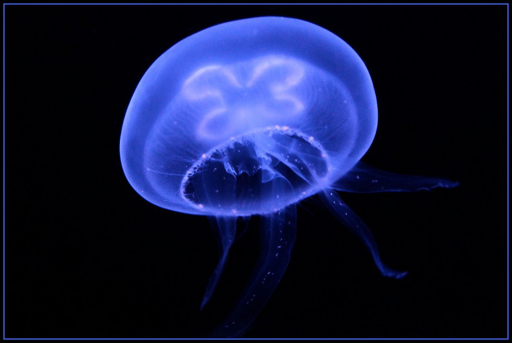 Qualle Foto & Bild | tiere, zoo, wildpark & falknerei, zoo:quallen ...