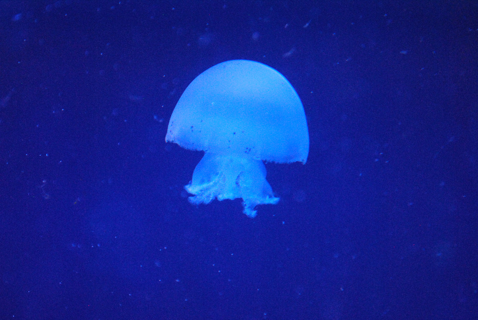 Qualle Foto & Bild | tiere, zoo, wildpark & falknerei, zoo:quallen ...