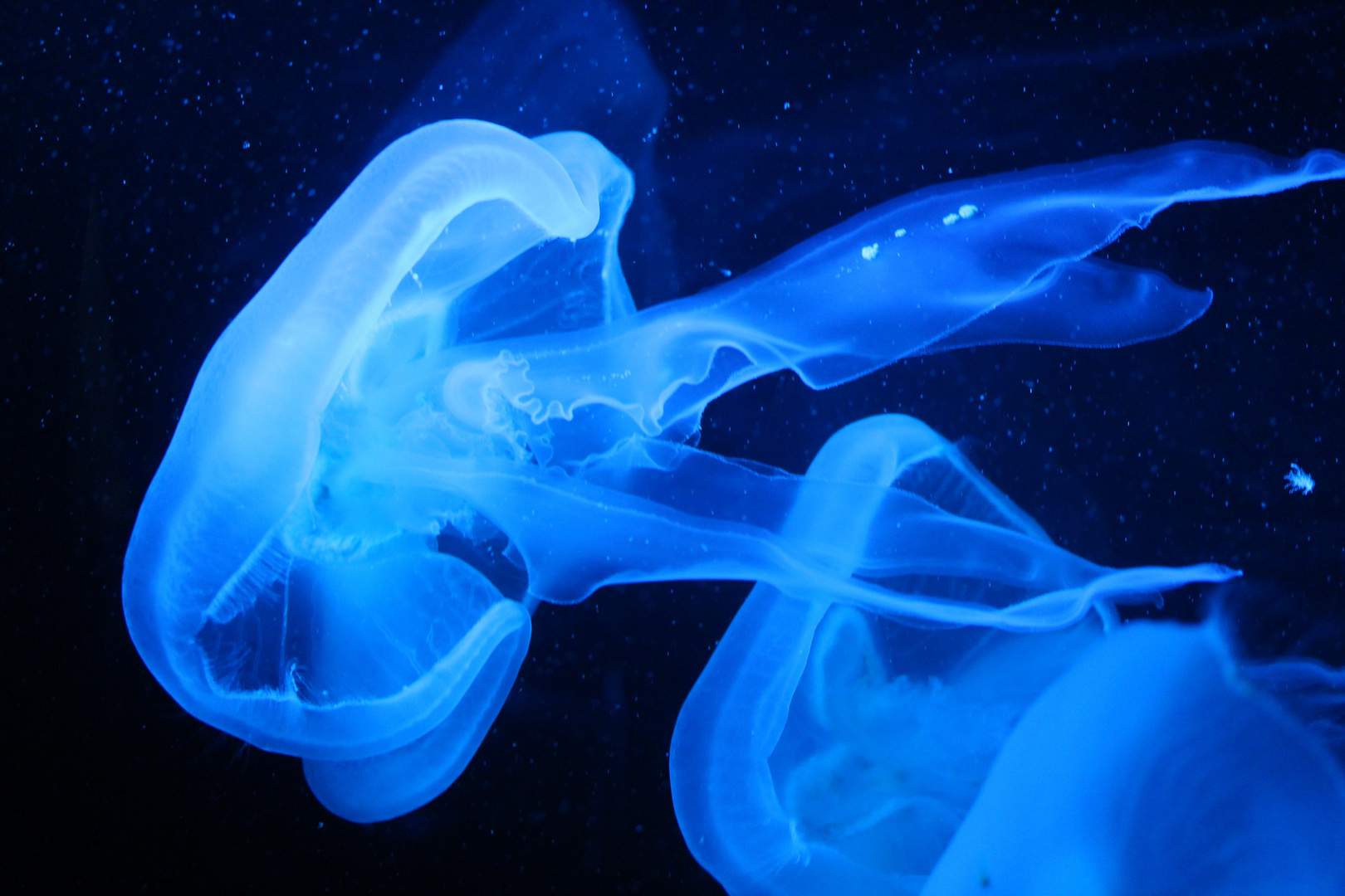 Qualle Foto & Bild | tiere, zoo, wildpark & falknerei, zoo:quallen ...