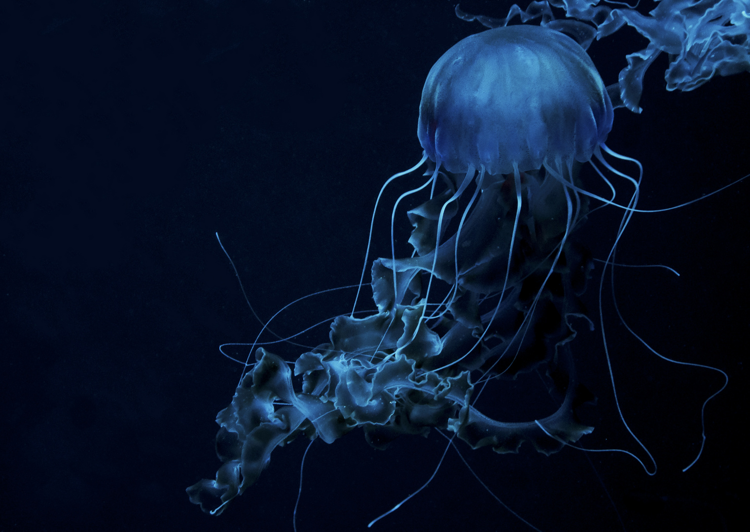 Qualle Foto & Bild | monatswettbewerbe natur, 08 - quallen, 2018 Bilder ...